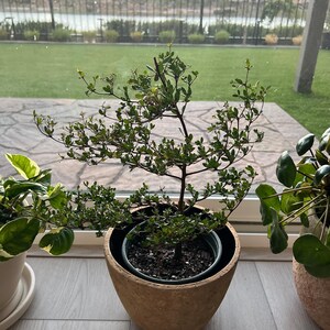 Ficus Retusa Bonsai in Training - Etsy