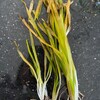 BUY 2 GET 1 FREE Corkscrew Val vallisneria Contortionisteasy Live ...