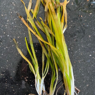 BUY 2 GET 1 FREE Corkscrew Val vallisneria - Etsy