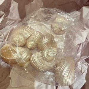 Bleeding Teeth Nerite Seashells for Crafts Weddings Favors - Etsy