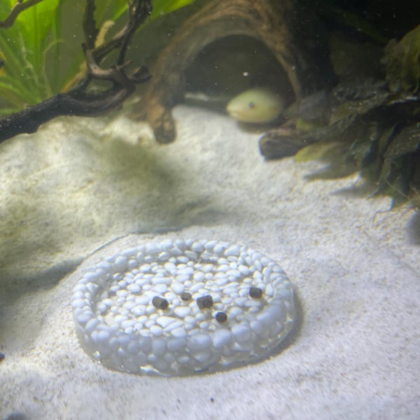 Aquarium Plant Holder (stacked Stones) - Etsy