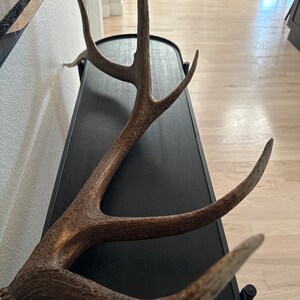 Matched Set 5x5 ELK ANTLER Sheds Wild Idaho Horn Deer Shed Moose Decor ...