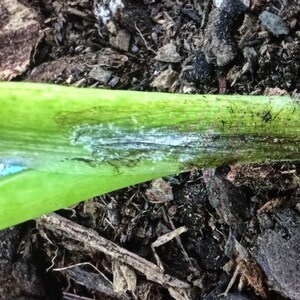 Alocasia Mickey Mouse xanthosoma Albomarginata Starter Plant - Etsy