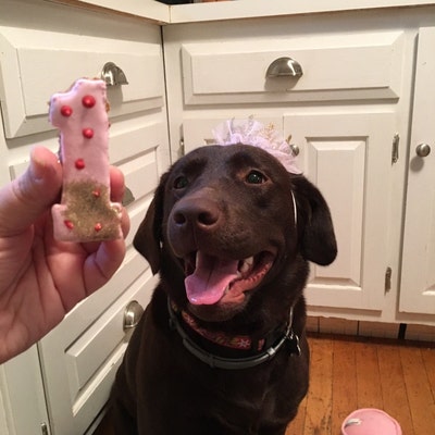 Unicorn Dog Treats Magic Pet Gift Long Lasting HARD Treats - Etsy