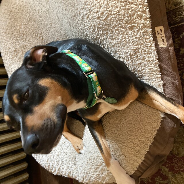 LabradorableCollars (by Labradorable Collars) - Etsy