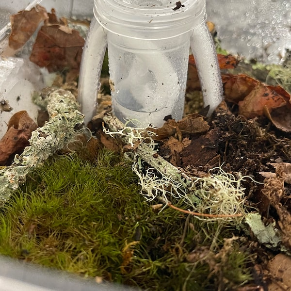 Terra-pod, Slow Wicking Ollas Style Pods for Invertebrate Bins ...