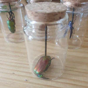 Giant Wasp in Bell Jar Taxidermy Entomology Nature Beauty - Etsy
