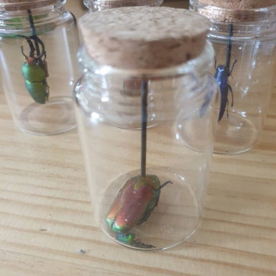 Giant Wasp in Bell Jar Taxidermy Entomology Nature Beauty - Etsy
