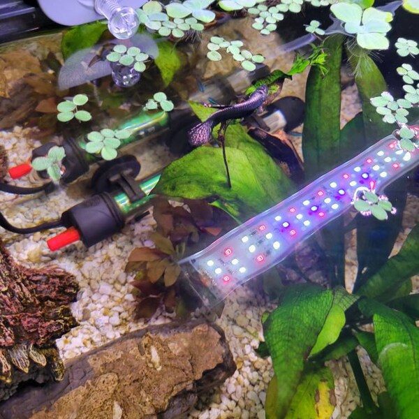 Free Shipping - Salvinia Minima | Water Spangles (20+) Live Floating ...