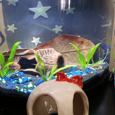 Little Aquarium Skull MADE TO ORDER Femme Fish Tank Decor - Etsy