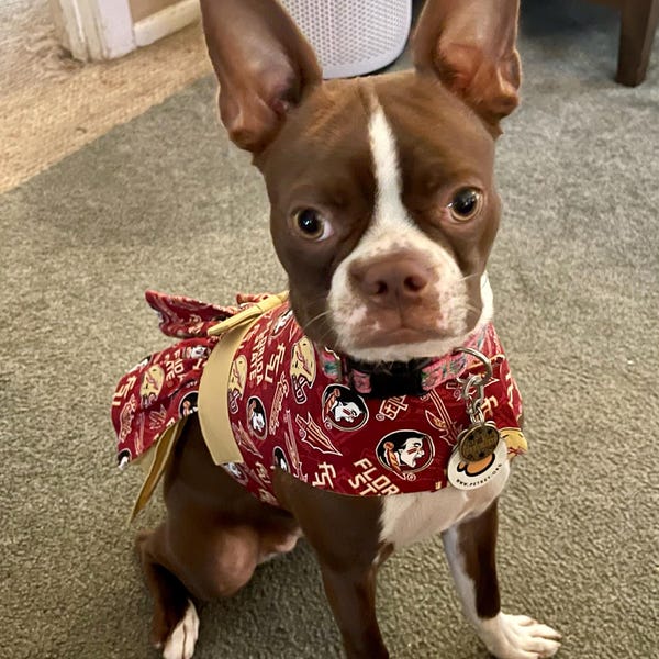 Seafood Boil Dog Dress - Etsy