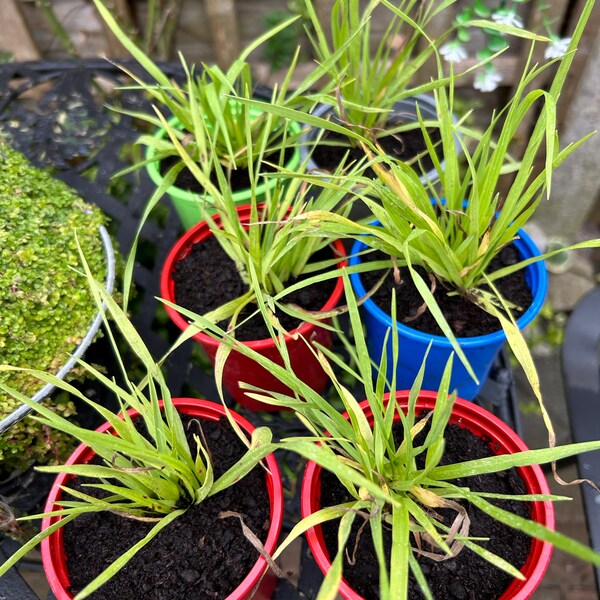 5 X Mentha Lime Mint XL Plug Plants - Etsy UK