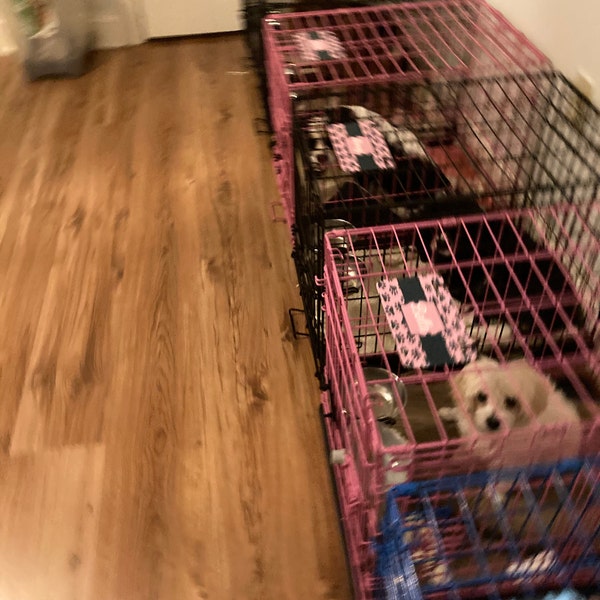 Customized Metal MINI License Plates for Your Furry Babies - PET Name 4 ...