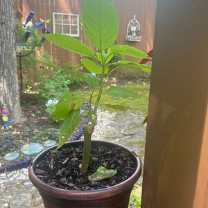 Modern Farmhouse Shaker Cedar Planter High Quality Build and Materials ...