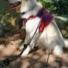 Ulf Leather Dog Harness Armor - Etsy