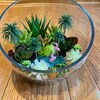 Tropical Oasis Terrarium Kit - 6” Slant Cut Round Glass Terrarium ...