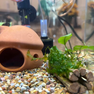 5 Indian Almond Leaves Nano, 5 Filao Cones & 10 Alder Cones Package for ...