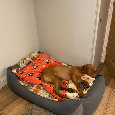 Large Personalised Rustic Wooden Corner Dog Bed in Grey and - Etsy