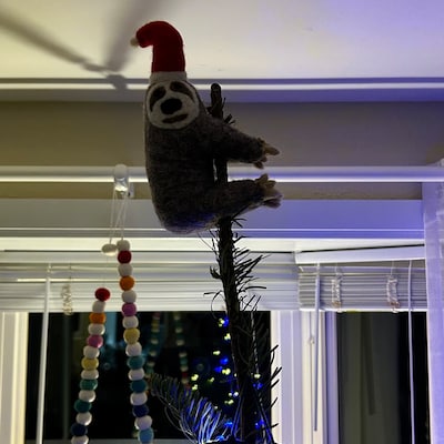 Imperial Volute Conch Shell Horn Spikes Unique Large Display Seashell ...