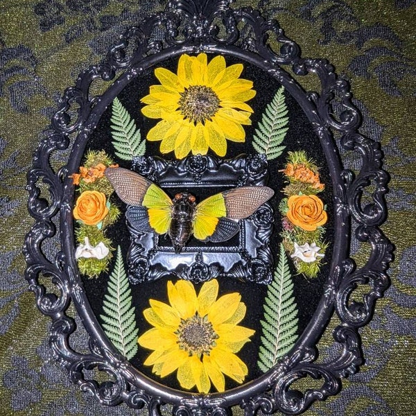 OVERSTOCK: Spread Penthicodes Pulchella, Lanternflies 2-pack - Etsy