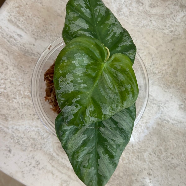 Philodendron Brandtianum Aff (wild Form) - Etsy
