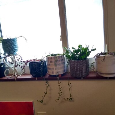 Tamarack Eastern Larch Bare Root 3 Year Old Young Conifer - Etsy