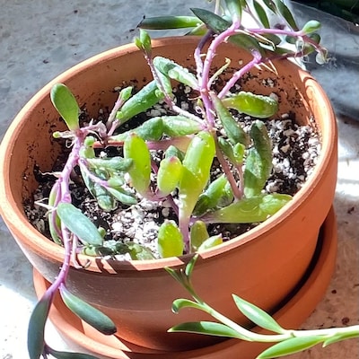 String of Little Pickles, Othonna Capensis ruby Necklace in 2 Inches ...