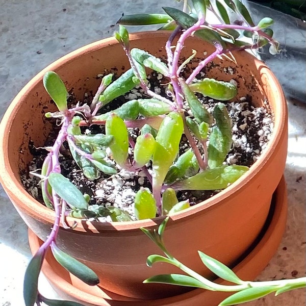 String of Little Pickles, Othonna Capensis ‘ruby Necklace’ in 2 Inches ...