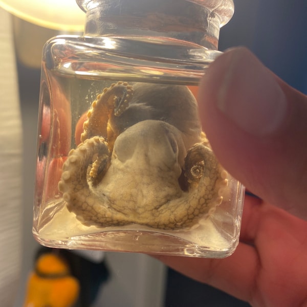 Cute Red Baby Octopus in a Jar Wet Specimen - Ethically Sourced ...