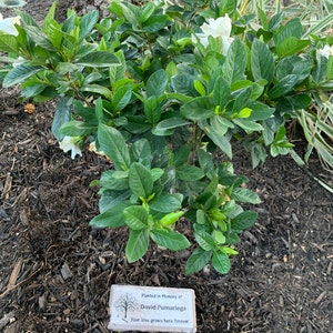 Planted in Memory of - Memorial Stone- Concrete Paver Memorial Marker ...