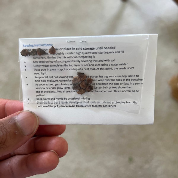 Baobab Tree- 5 Seeds -rare Seed for Tropical Growers -adansonia ...