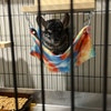 Full Length Cage Ledges for Full Cheeks Chew Proof City Loft Cage Kiln ...