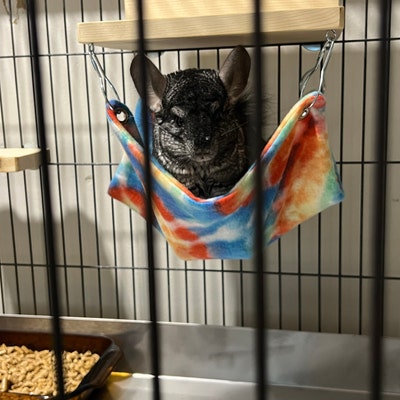Full Length Cage Ledges for Full Cheeks Chew Proof City Loft Cage Kiln ...