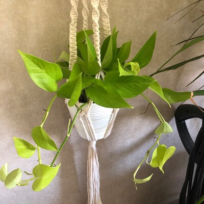 Neon Pothos, Epipremnum Aureum, Pothos, Trailing Plant, Hanging Plant ...
