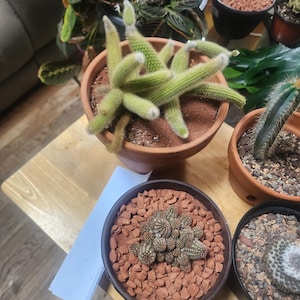 Crystal Moon Tree of Life Window Suncatcher, Home Decor, Gift for Her ...