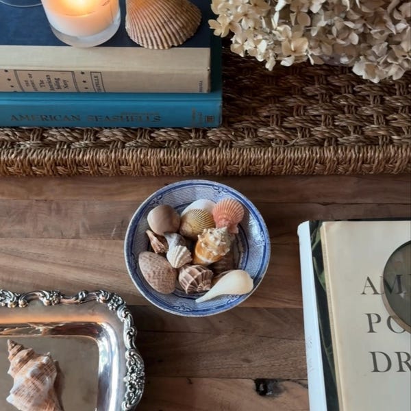 25+ Cross-barred Venus Shells, Sea Shells, Sanibel Sea Shells, Florida ...