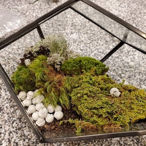 Moss Sheet Moss Feather Moss Terrariums Fairy Gardens - Etsy