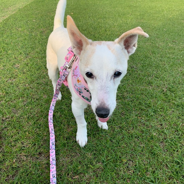 Audrey Dog ID Tag Silver/aqua - Etsy