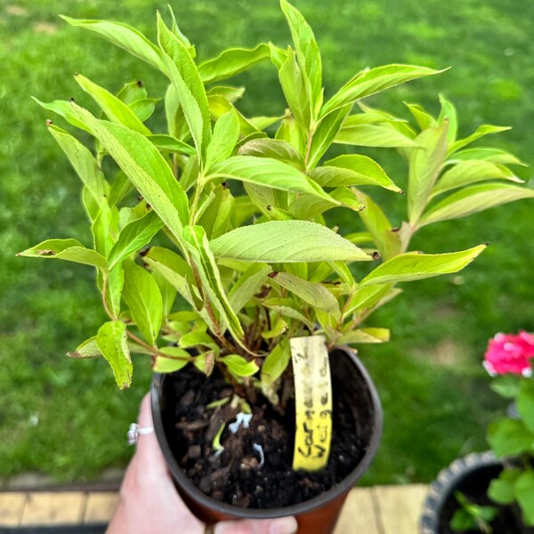 Hosta TRUE Chartreuse With White/cream Edges 'american Dream' in 4.5x5 ...