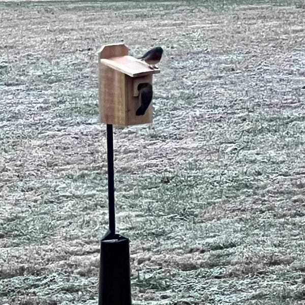 2 Cedar Bluebird Houses-hand Crafted, Rough Cut Cedar - Etsy