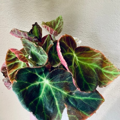 Rhizomatous Begonia 'caravan' - Etsy