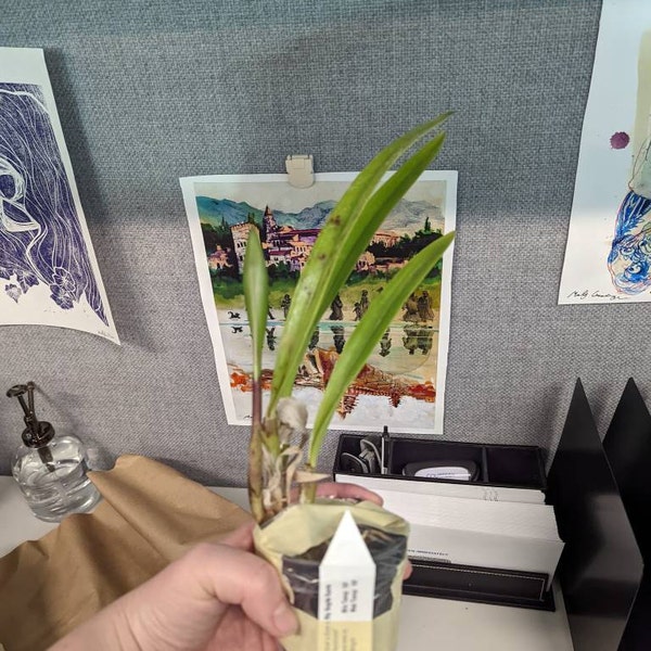 Rlc Nadia Song - Etsy