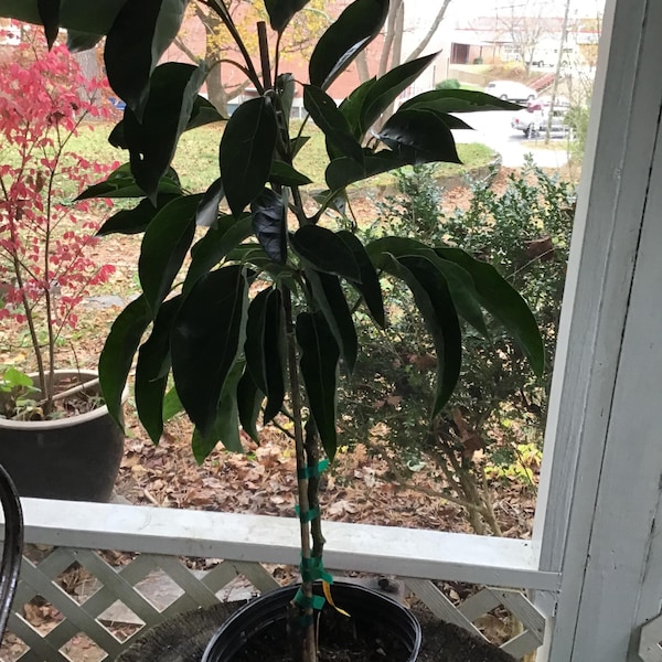 Irwin Dwarf Mango Tree GRAFTED 2.5-4 Ft Tall.ship to CA&PR. Actual ...