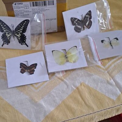 5-100PCS Real Butterfly Specimen Taxidermy Insect Butterflies Decor ...