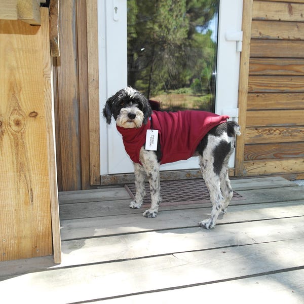 Comfort and Support: the Perfect Grooming Belt for Your Pooch. Dog ...