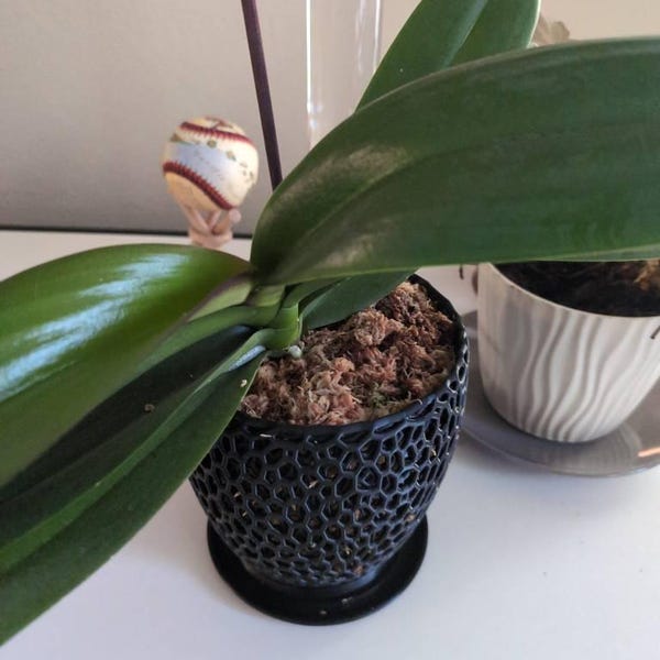 Strawberry Red Hanging Orchid Pot - Etsy