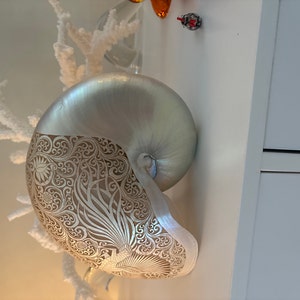 Carved Pearl Nautilus Shell Dragon Carving,real and Natural Nautilus ...