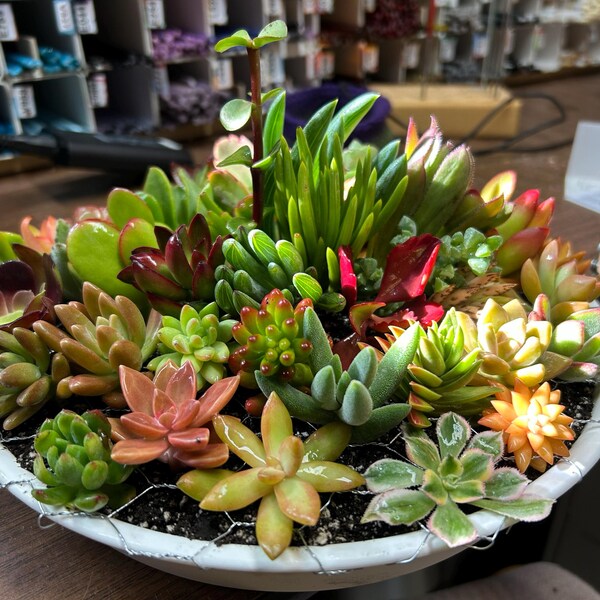 Live Succulent Arrangement in Two-tone Ceramic Bowl, Succulent Planter ...
