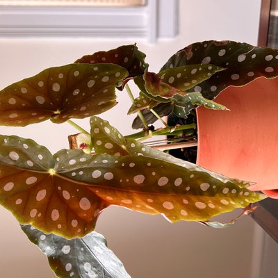 Peperomia Polybotrya Peperomia Raindrop Live Plant Rare - Etsy