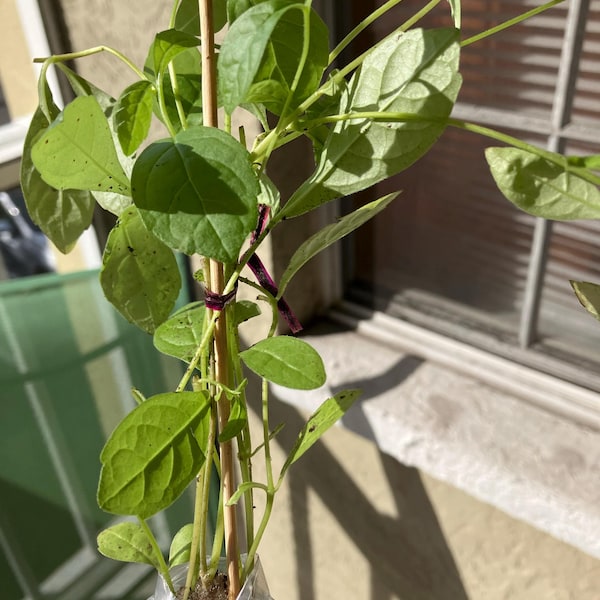 Shooting Star Tree AKA Starburst Tree Clerodendrum Quadriloculare Small ...